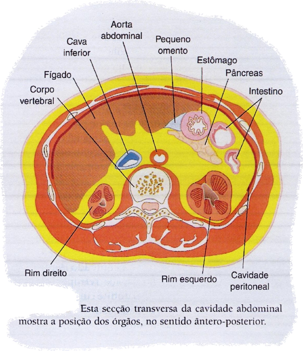 Espaço Retroperitoneal