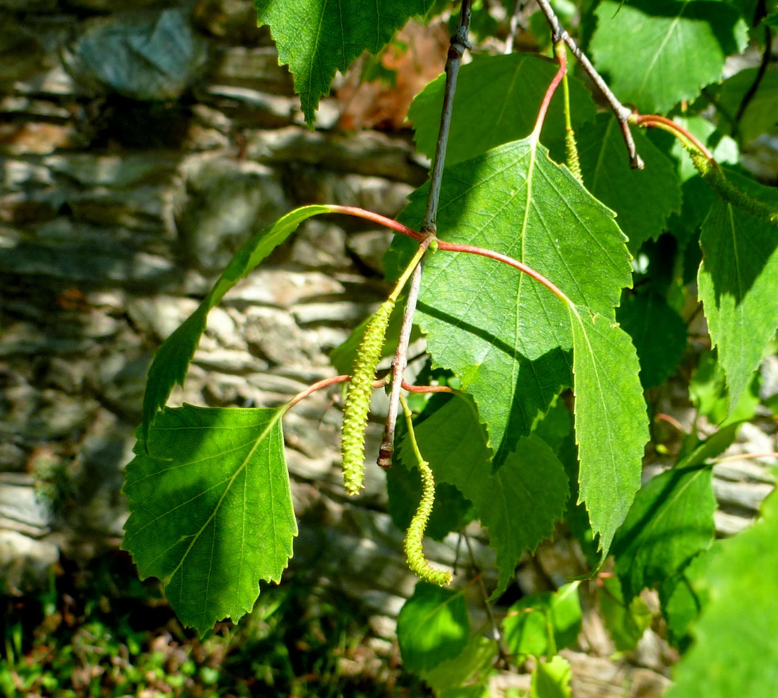 Árboles con alma: Abedul. Bedoll. (Betula péndula)