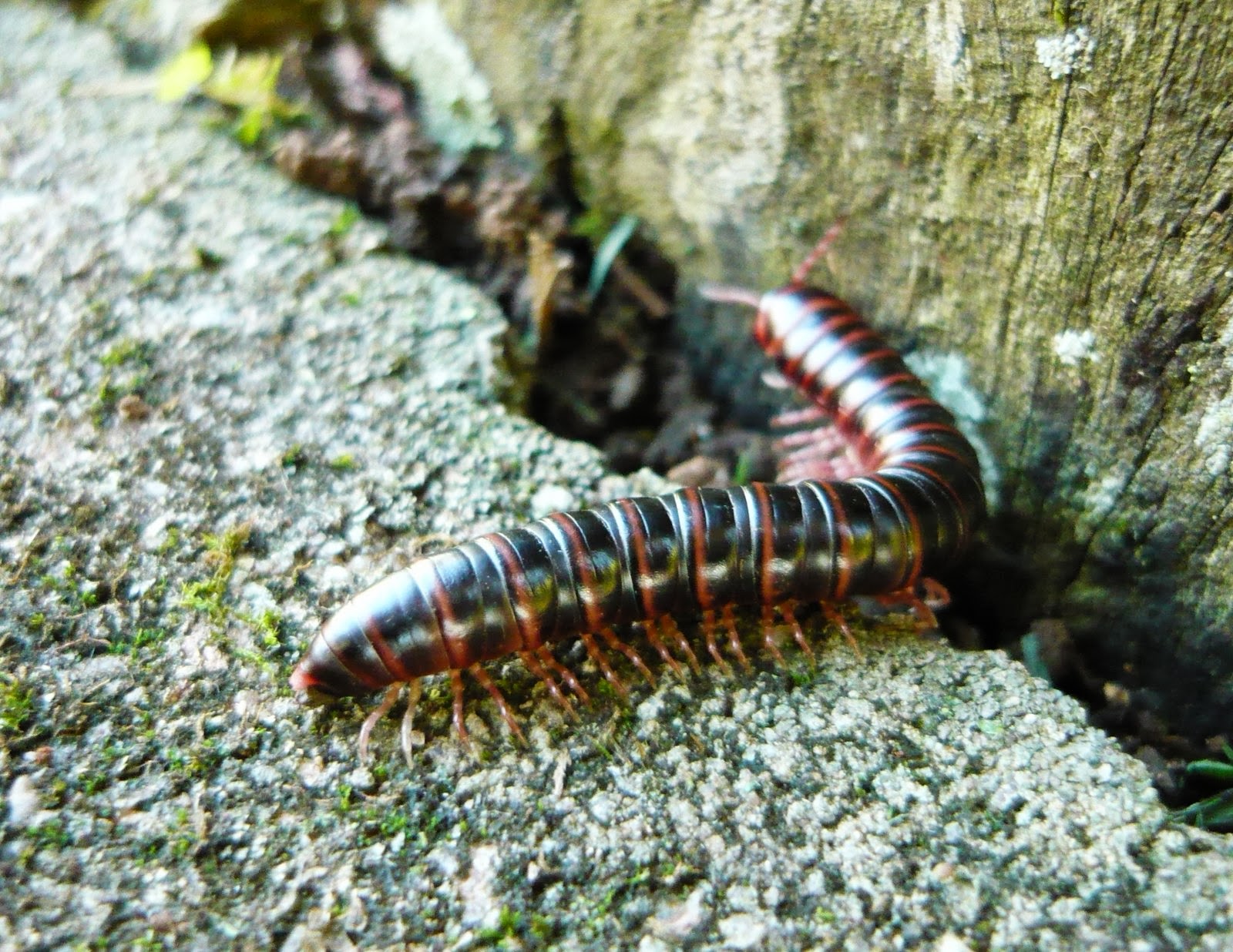 Poke it With a Stick