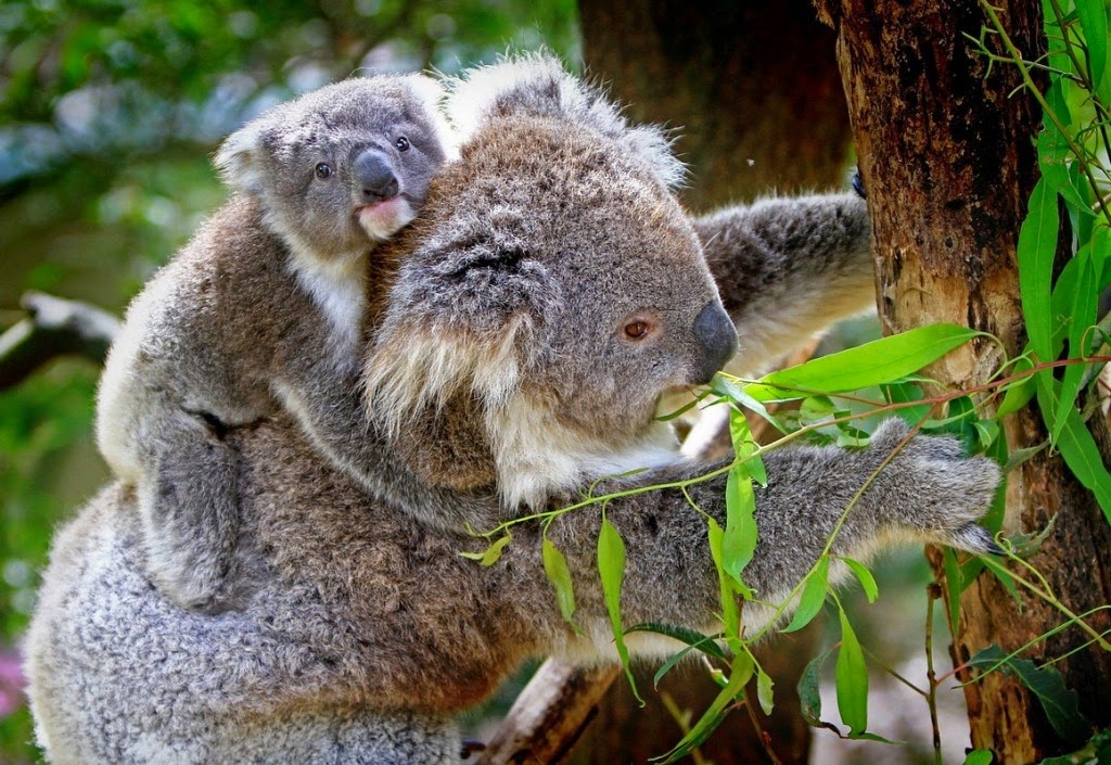 Contes d' Animals: EL COALA