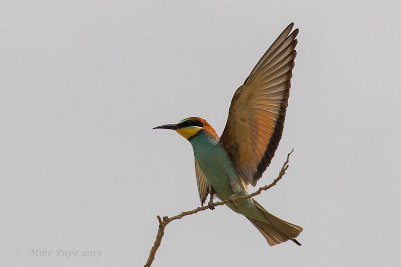 Kuwait Birding: Urban and Coastal Birding