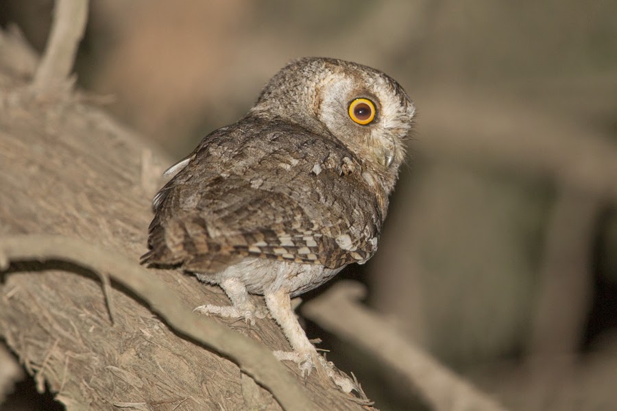 Birds of Saudi Arabia: Arabian Scops Owl at Al Mehfar Park - Tanoumah