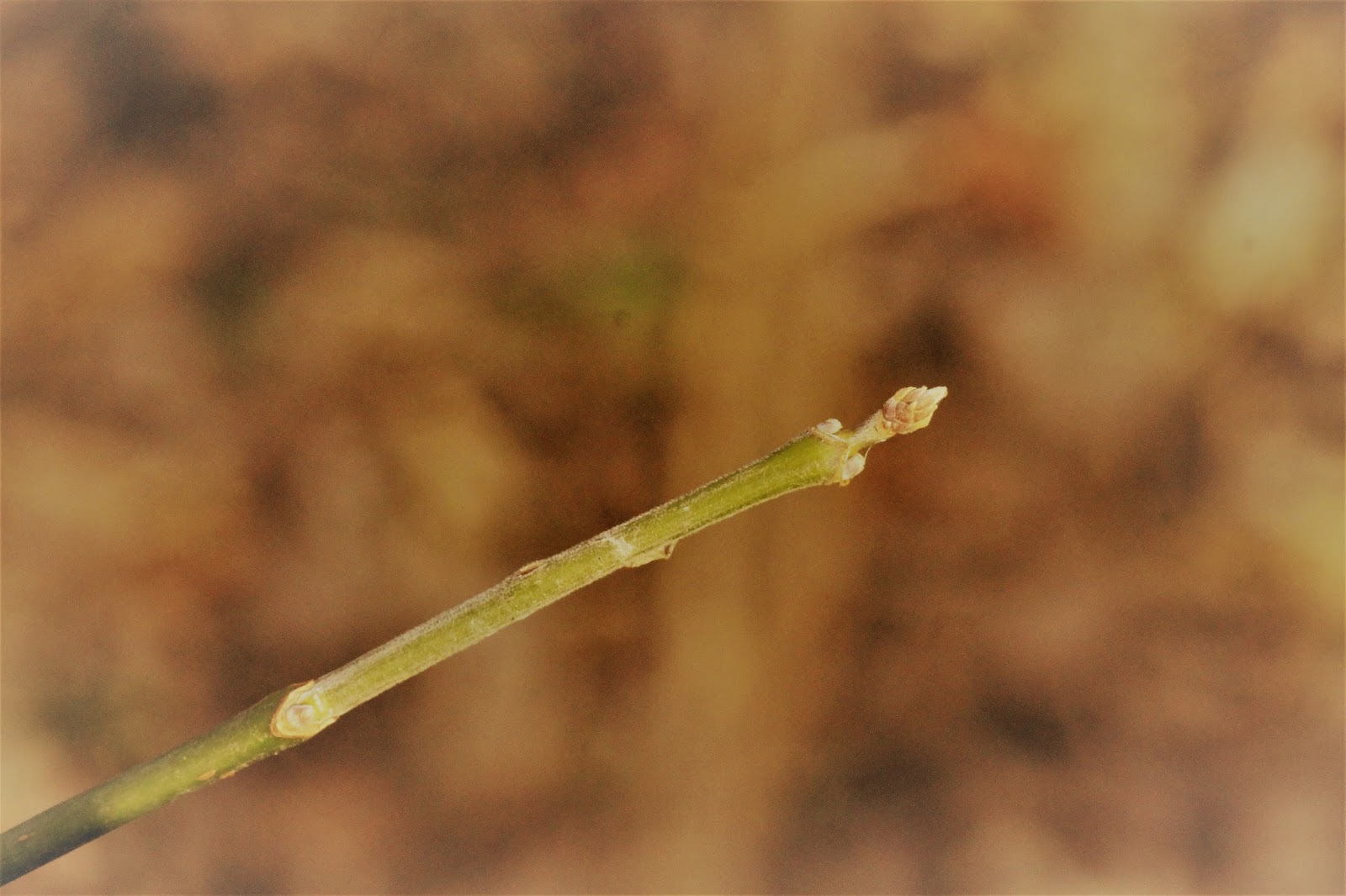 Nature Devotions : Box Elder Maple