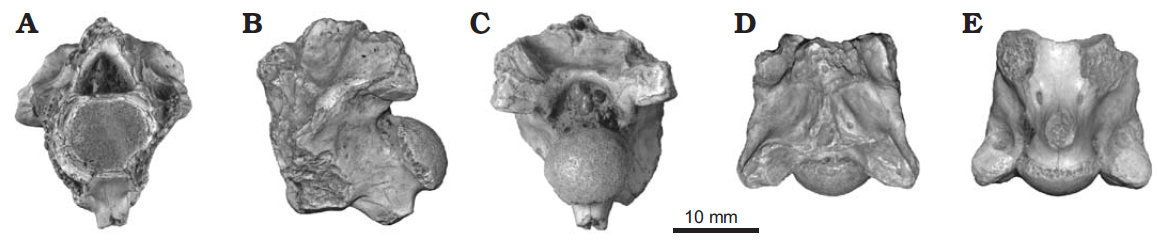 Sciency Thoughts: Palaeophis colossaeus and Amananulam sanogoi: Giant ...
