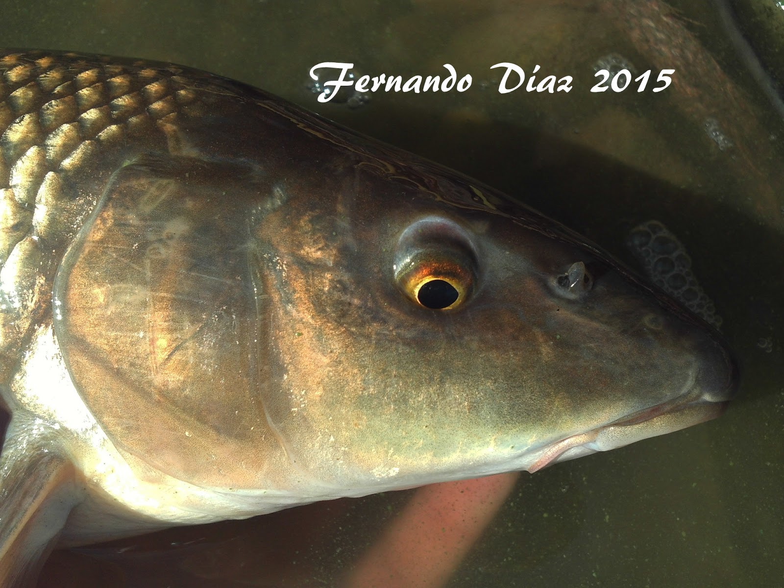 Con ojos de Pez: 2015