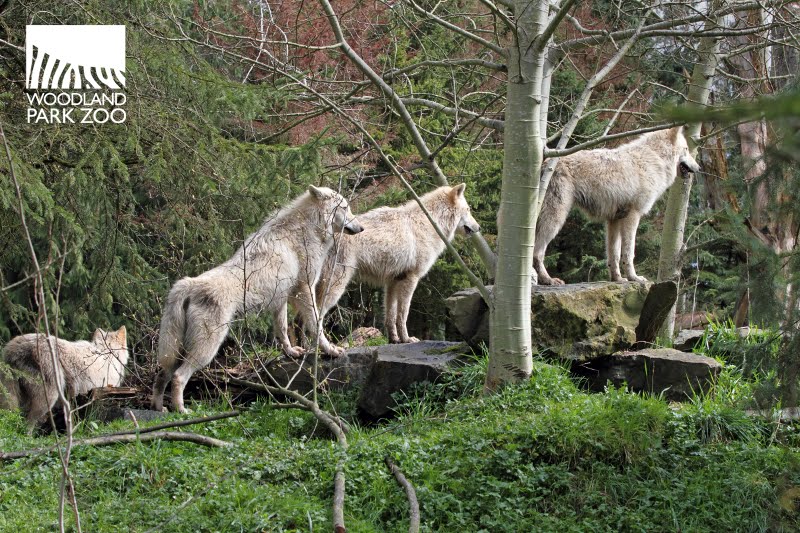 Meet the zoo’s wolf pack