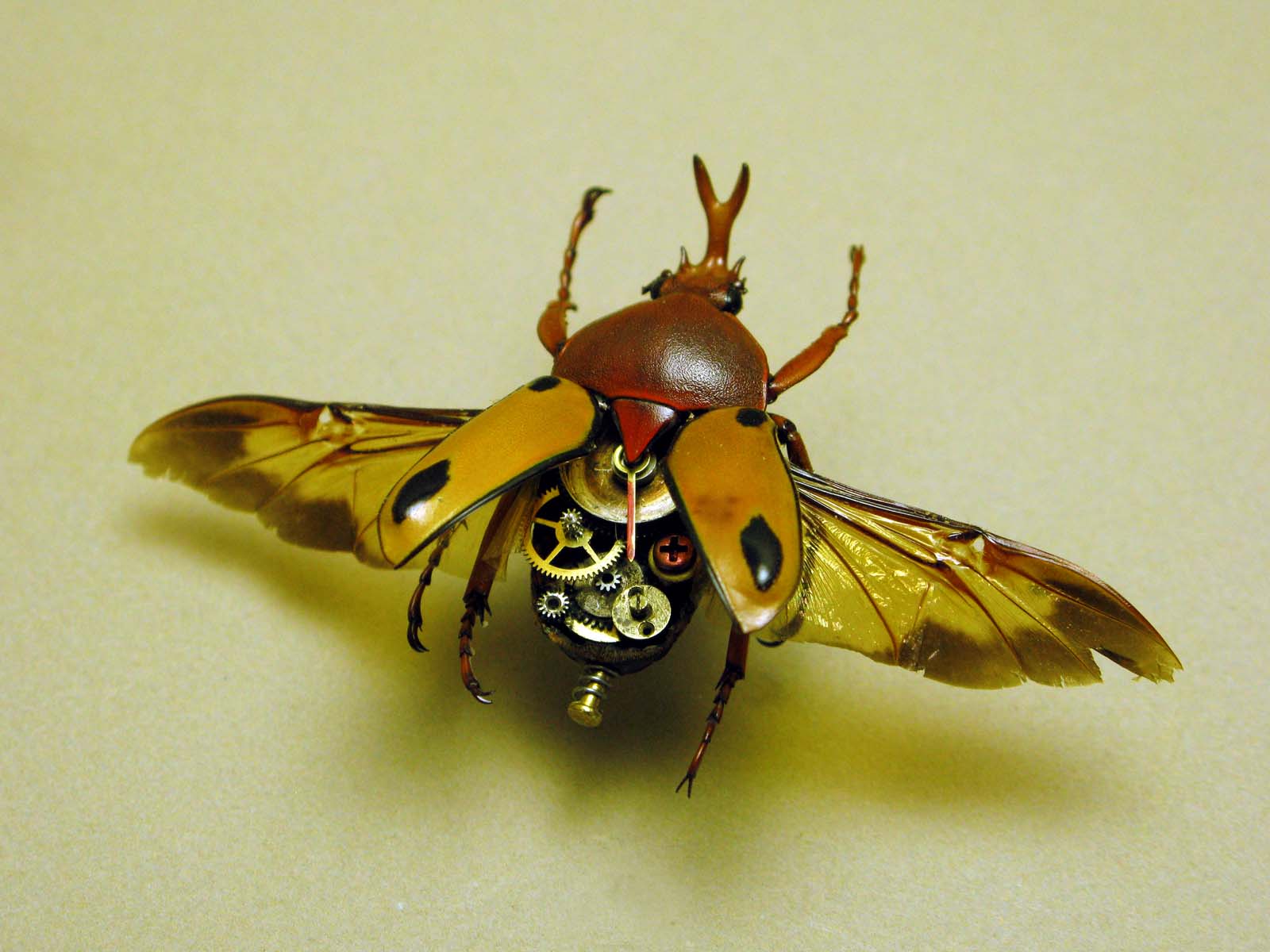 Cosas de Kiko: Insect Lab