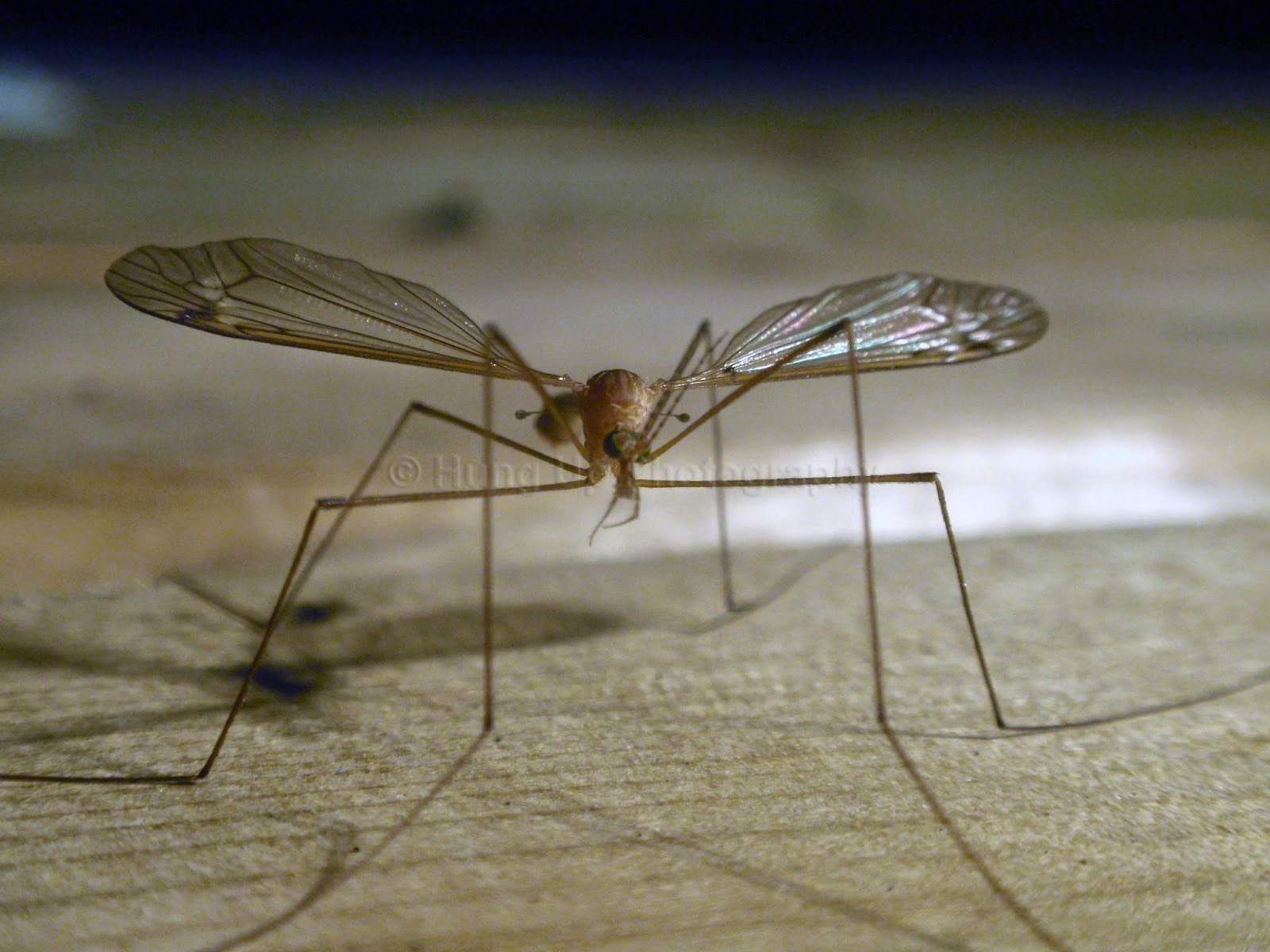 Hung Up Photography: Macro critters