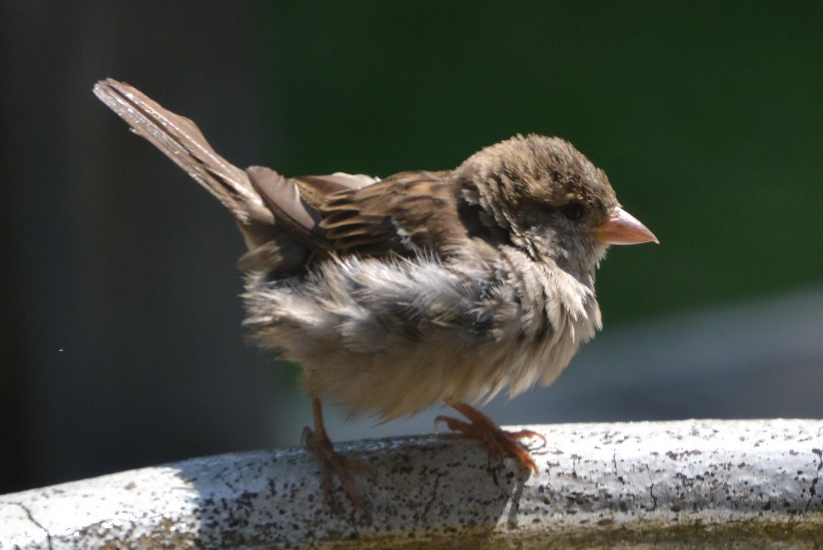 It's All About Purple: A Baby Sparrow...
