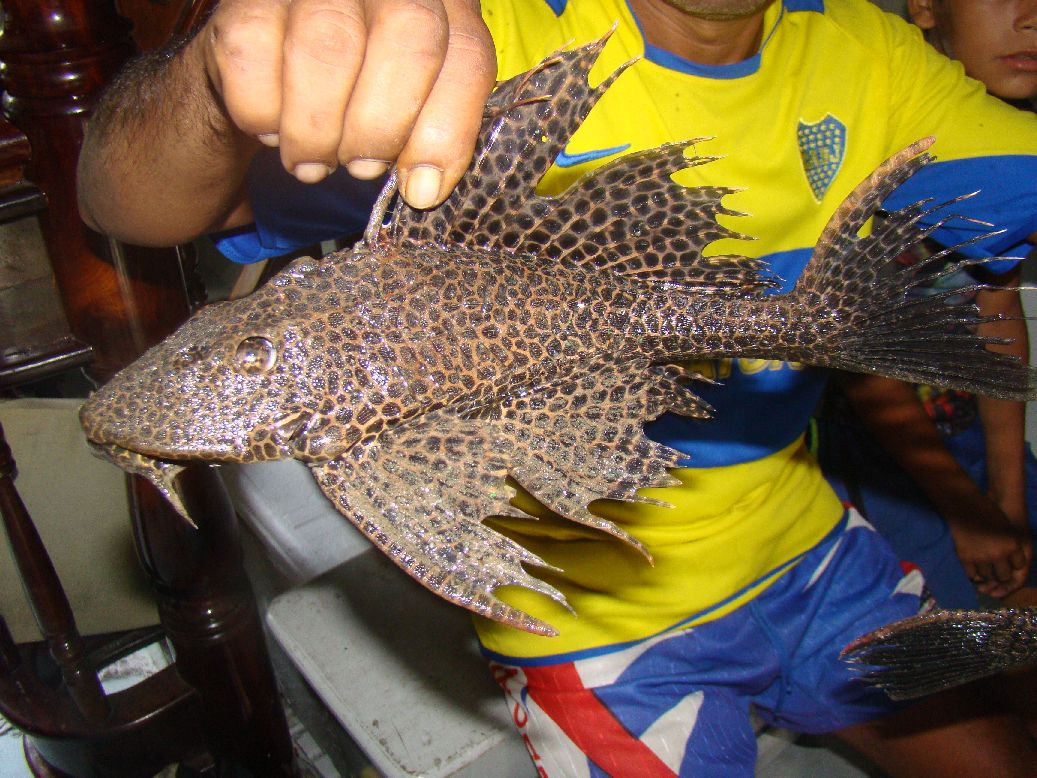 Fauna Brasileira: Bodó