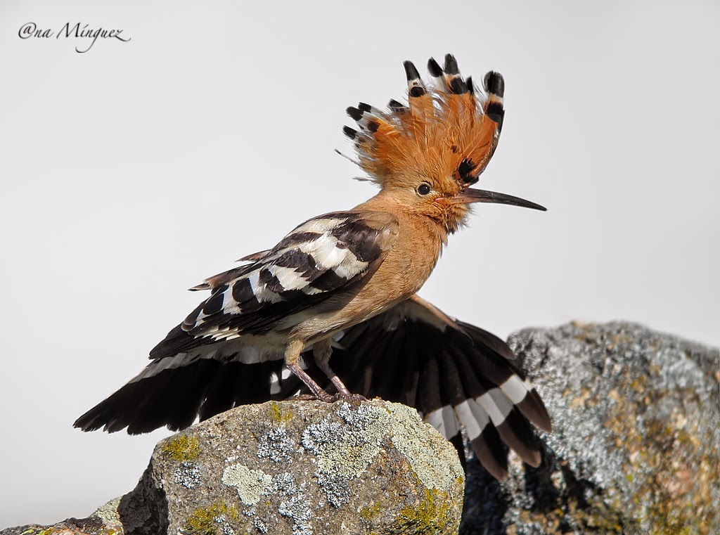 NATURANAFOTOS: Upupa Epops