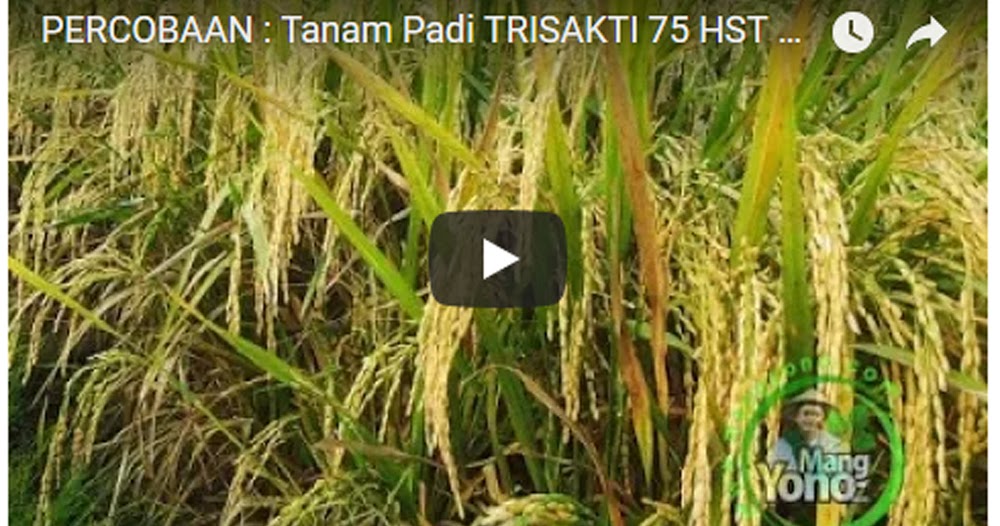Vidio : Tanaman Padi TRISAKTI di Sawah Rawa - 75 HST Panen