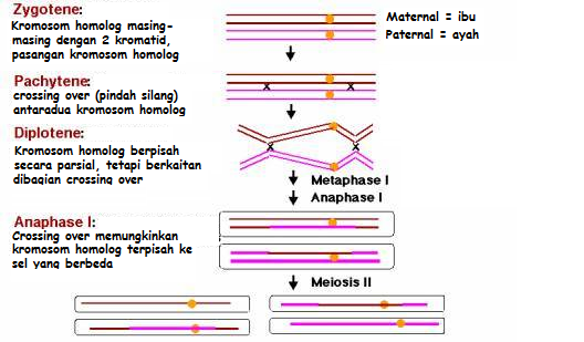 Catatan prestasi Guru Biologi: REPRODUKSI PADA SEL EUKARIOTIK