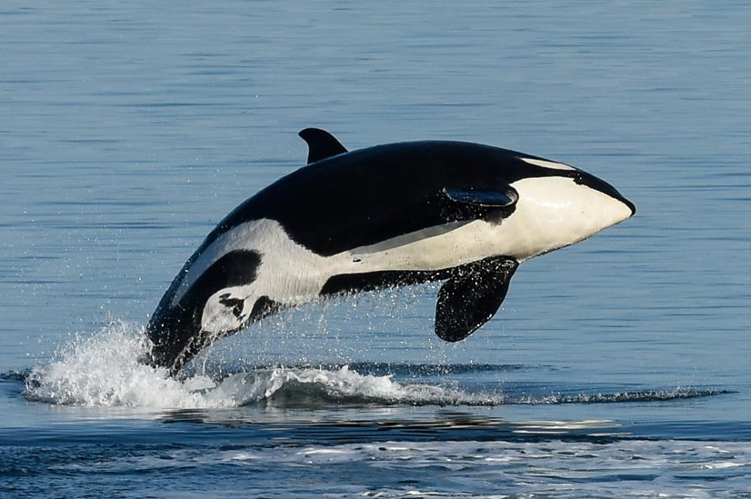 Peran Paus Pembunuh (Orcinus orca) di Ekosistem Laut - Generasi Biologi
