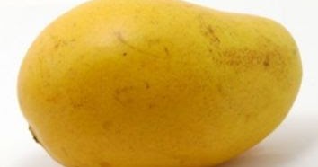 The Phytophactor: The best mango?