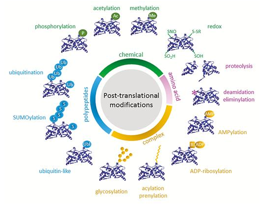 News in Proteomics Research: Orchestrating the proteome!