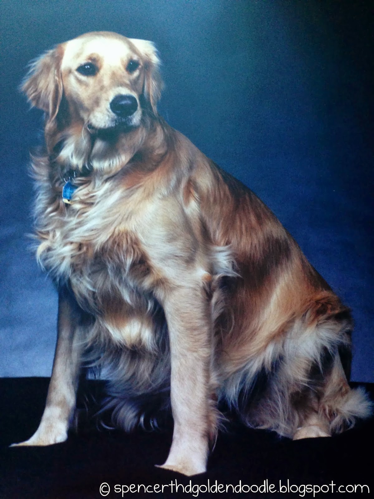 Spencer the Goldendoodle: In Honor of Belle, "The Great American Farm Dog"