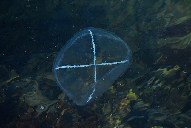 Rockablog: August 2015