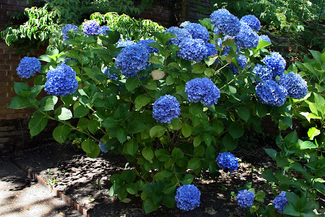 Pocket Full Of Fleurs: baby blue hydrangea hue