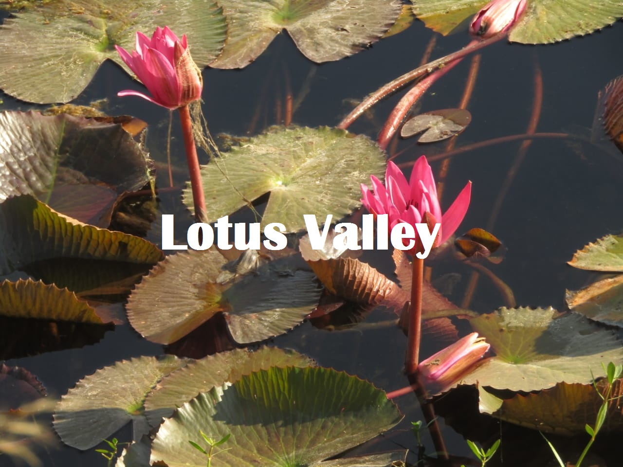 लोटस वैली #LOTUS VALLEY INDORE