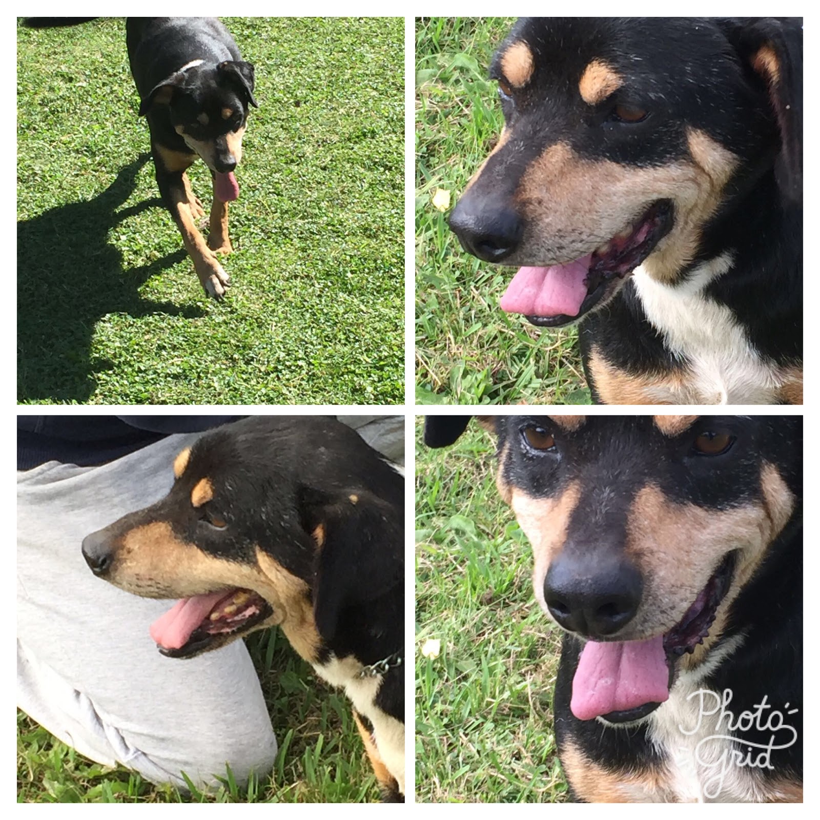 PERRITOS DE VILLEGAS