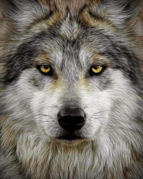 Mes créations pps et cartes virtuelles: Photos de loups