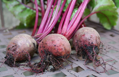 Buah Bit: Cara Budidaya Buah Bit dari Tanam sampai Panen