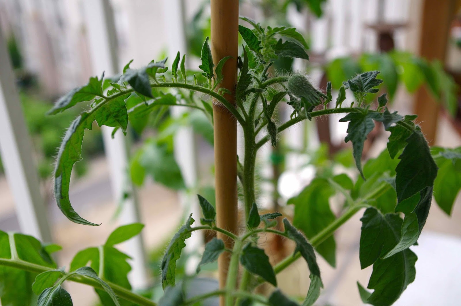 LE POTAGER DE BALCON DE MADAME LAITUE À PARIS : JEUDI 23 JUILLET : MON ...