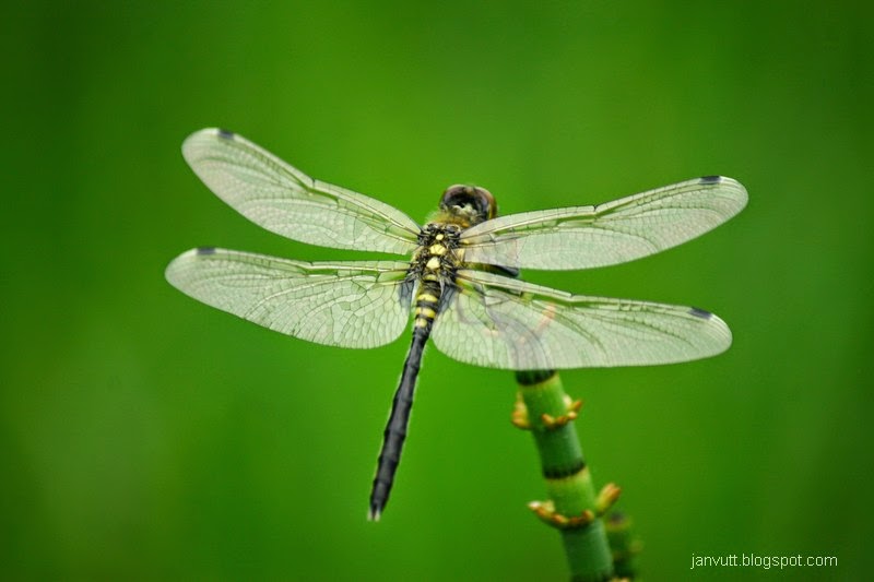Jan Vutt fotogalerii: Kiil