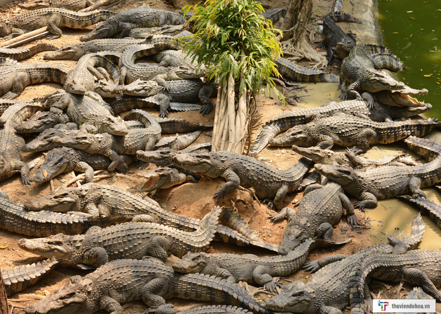 25 Hình ảnh con cá sấu chất lượng cao Crocodile