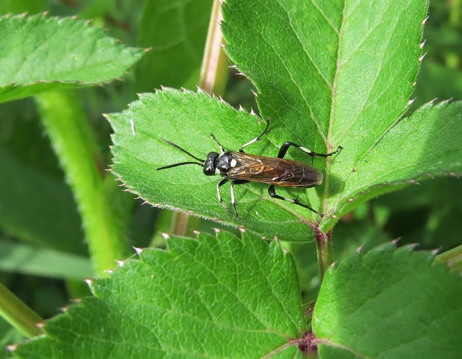 Port and Wey: Portland Insects T-Z