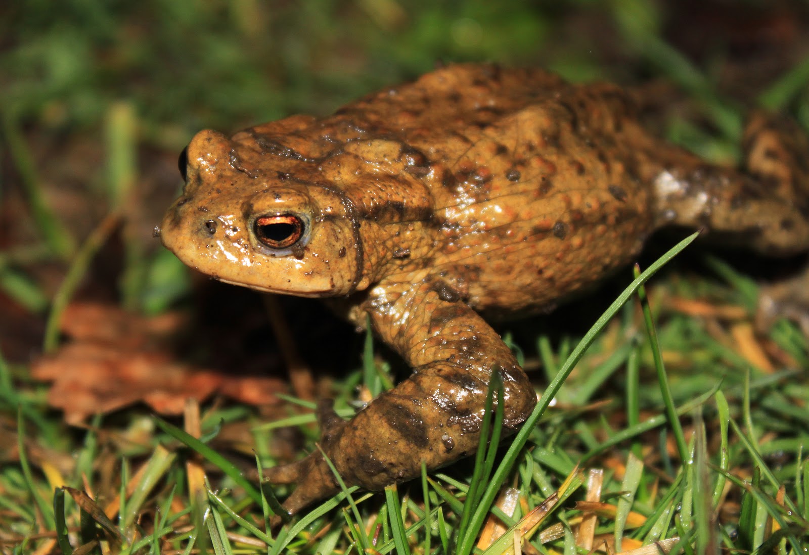 The Ginger Naturalist : Toad Patrol
