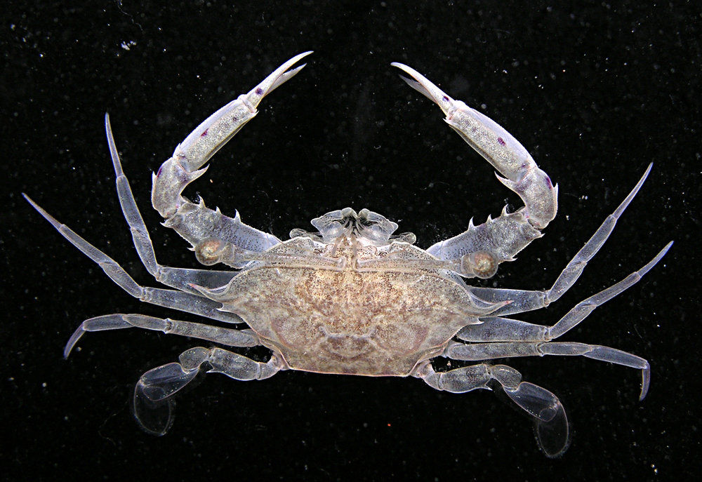 Real Monstrosities: Sentinel Crab