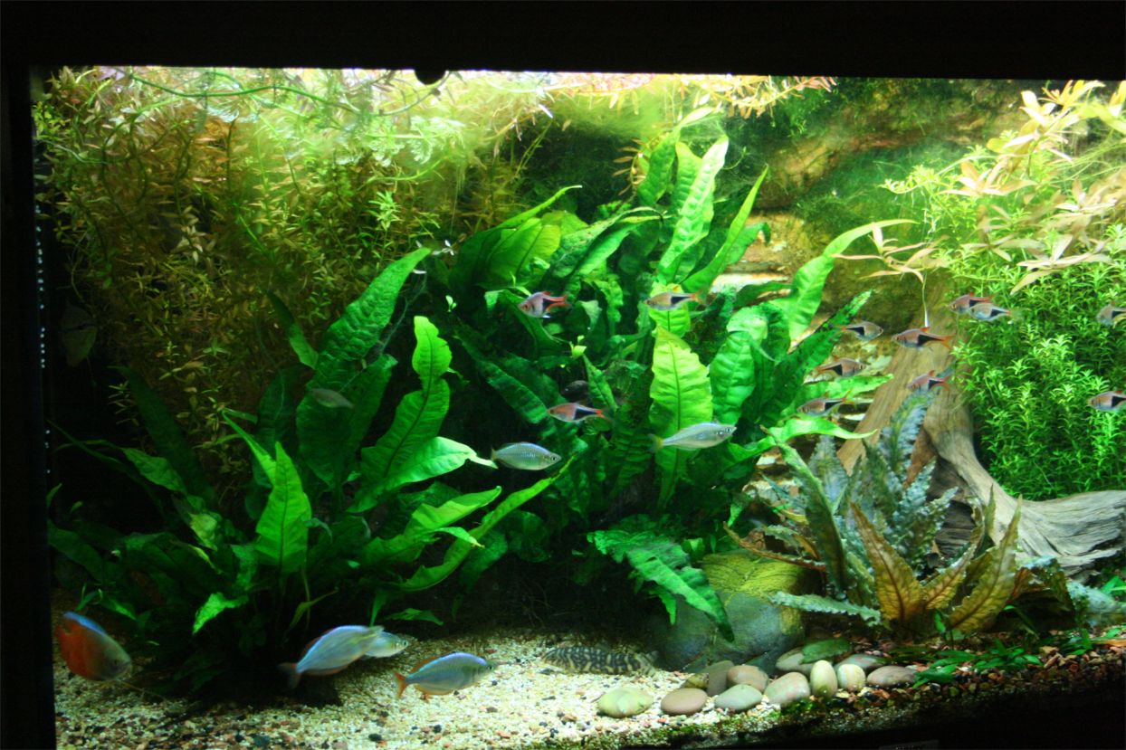 S.C.V. Aquascaping Ideas: South East Asia Biotope II - Juwel Rio 180 ...
