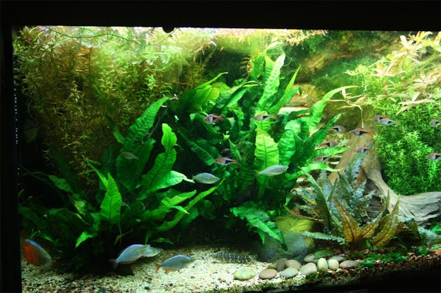 S.C.V. Aquascaping Ideas: South East Asia Biotope II - Juwel Rio 180 ...