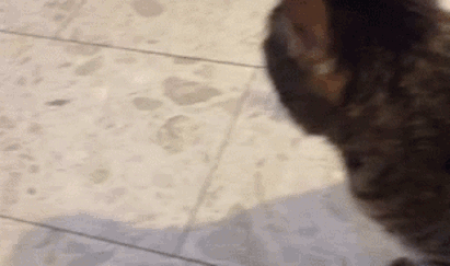 Great Cats Be Funny BLOG: 2014