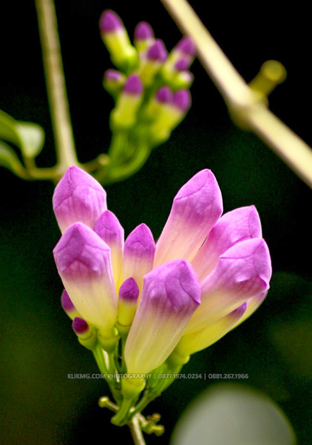 fotografer: BUNGA TEROMPET PUTIH UNGU