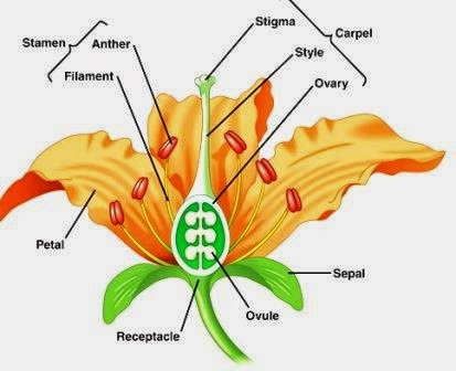 12 Ciri Ciri Tumbuhan Angiospermae Singkat dan Lengkap - Catatan IPA