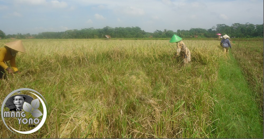 Cara Pemanen Padi dengan Sabit