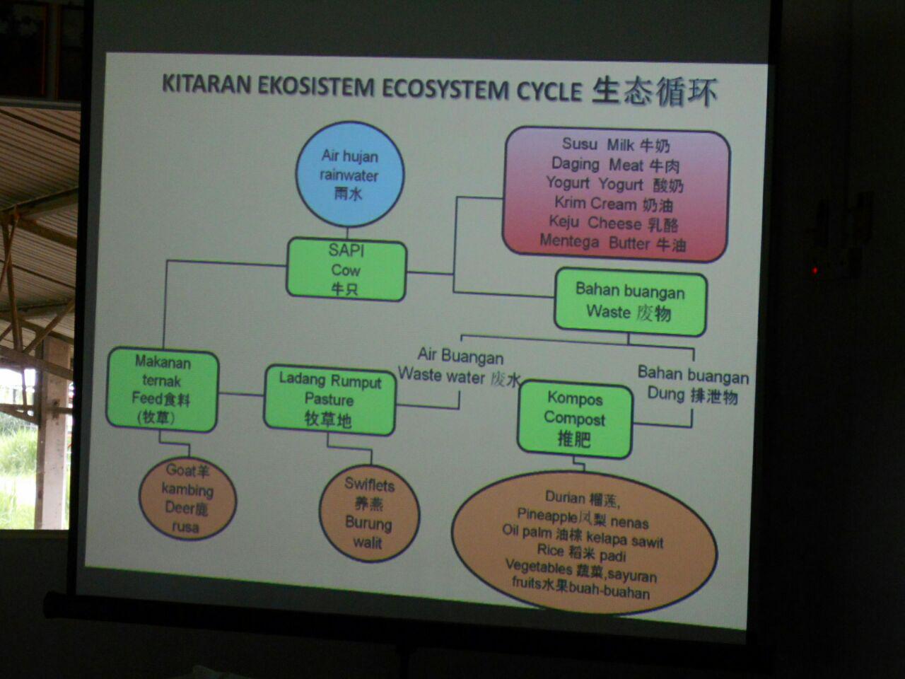 LAWATAN KE LADANG LEMBU DATUK YAP YUN FOOK, KENINGAU