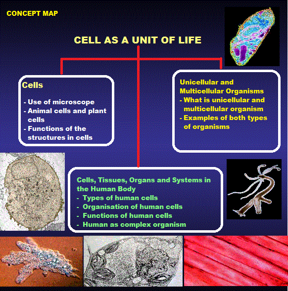 Introduction | Cell As a Unit of Life