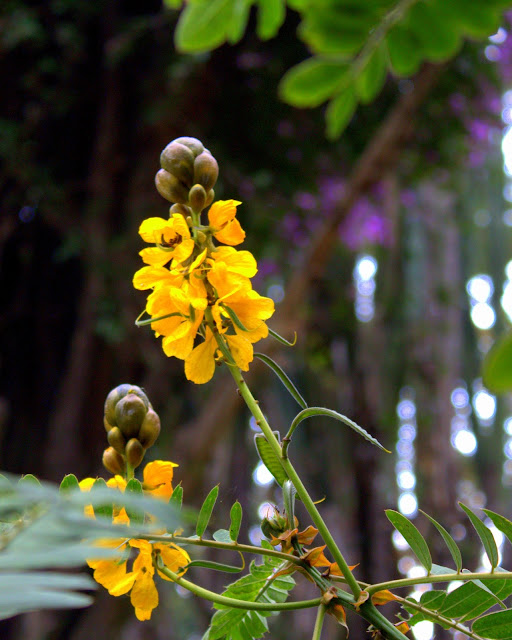 Something About Everything: Kenya : Plants