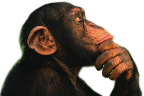 Tebak-tebakan Hewan atau Binatang Yang Lucu - almustari