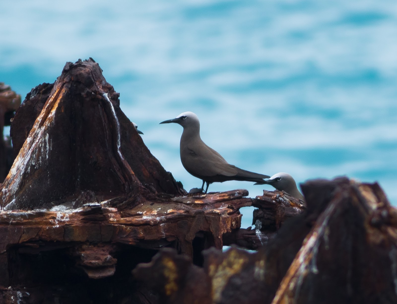 Pixie Birding: Florida Birding Trip Report - Day 8 (The Dry Tortugas ...