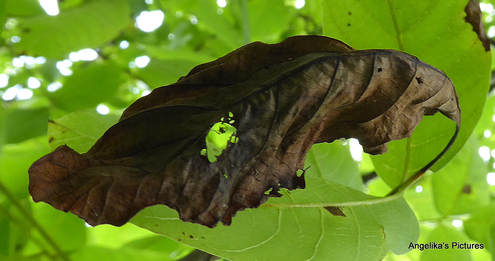 Gewoon..., Foto's !!!: 5 ) BLAADJES