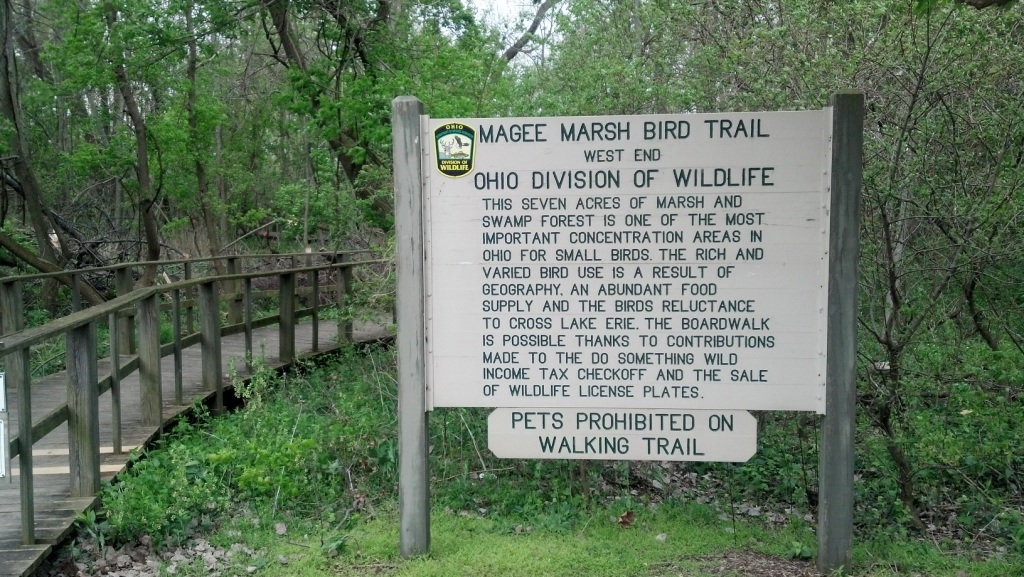 Ohio Birds and Biodiversity: Magee Marsh and early warblers