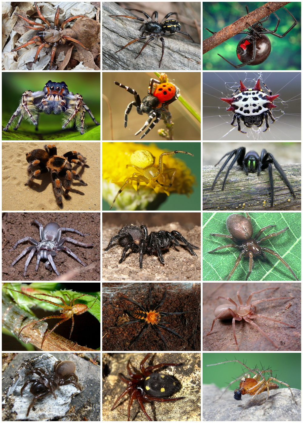 Arachnologi adalah Ilmu yang mempelajari arachnida - LingkaranDunia