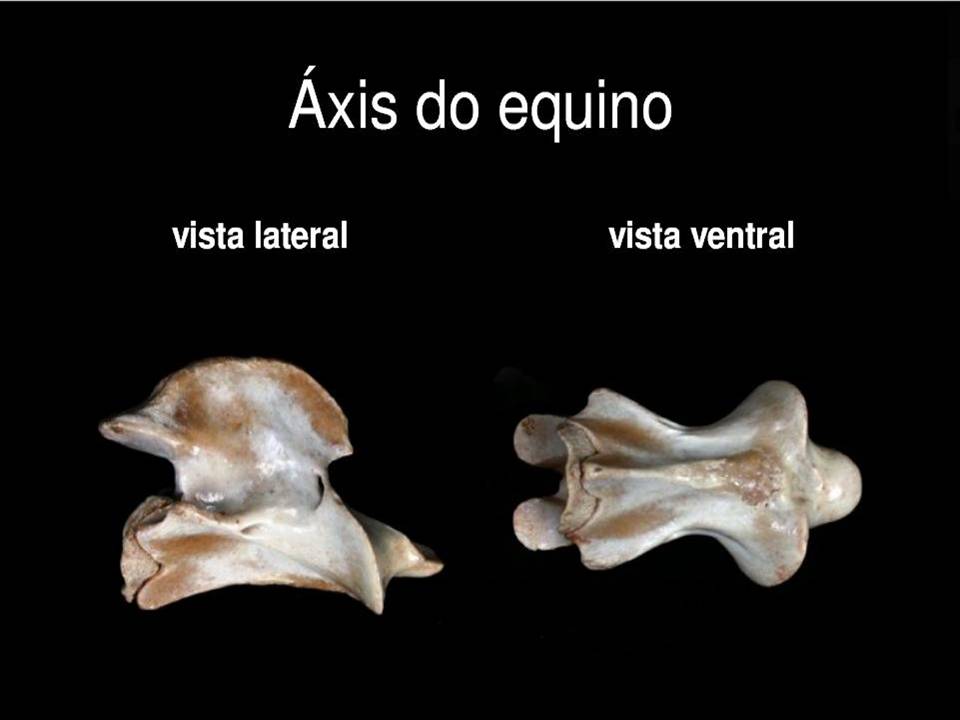 ZOOTECNIA UFMS: Esqueleto Axial - Equino/Bovino