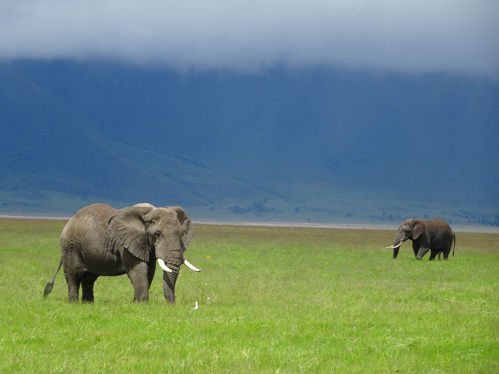 Laura in Singapore: Serious Animals of the Serengeti