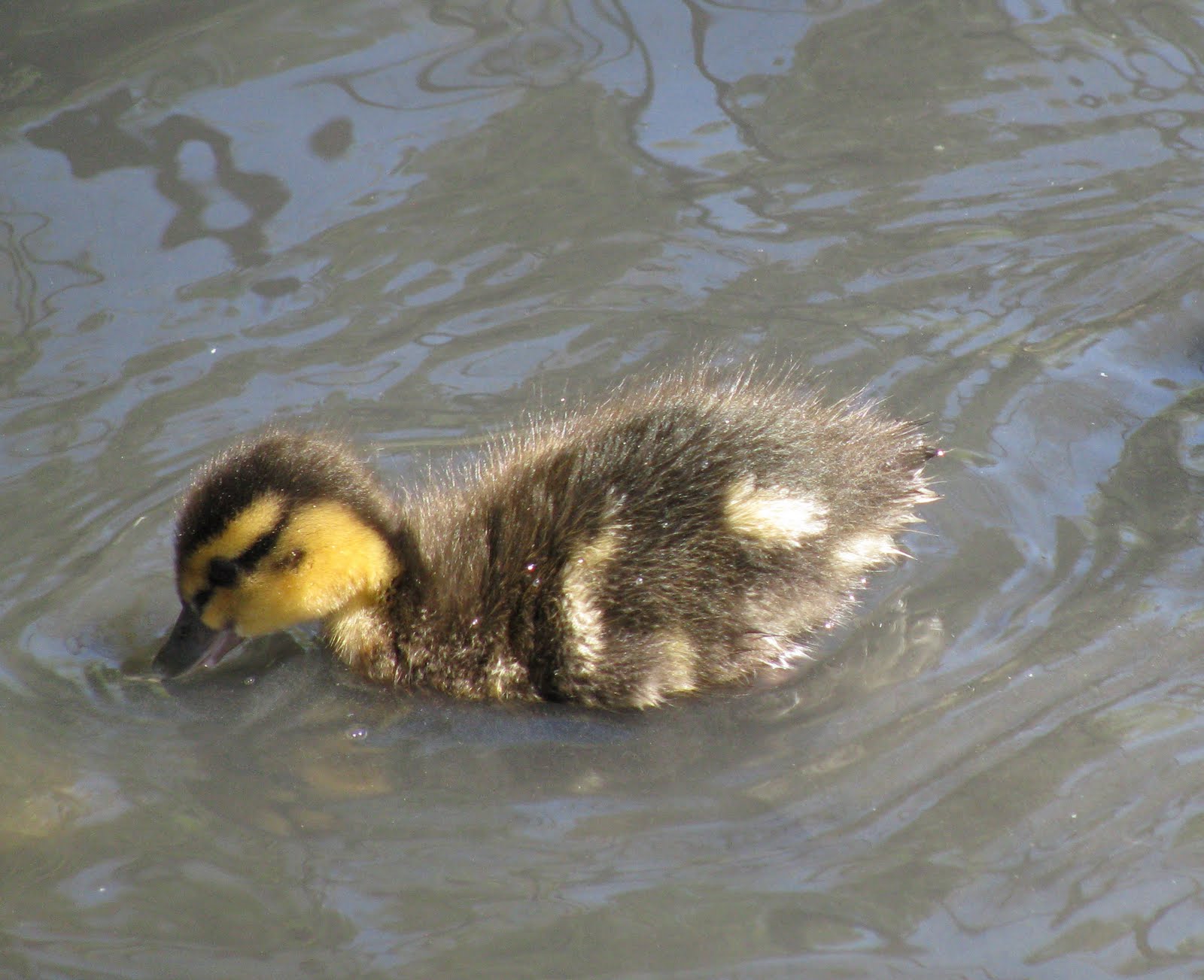 Cathedrals and Crocodiles: Ducks and ducklings